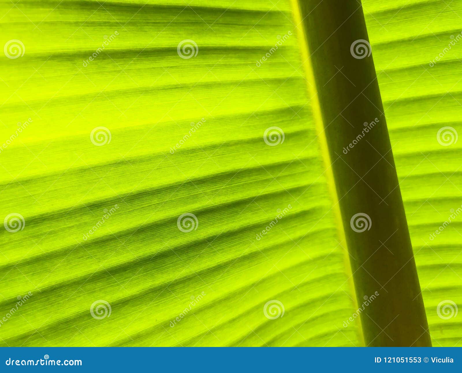 Striped Palm Tree Leaf in Sunlight, Close Up, Background. Stock Image ...