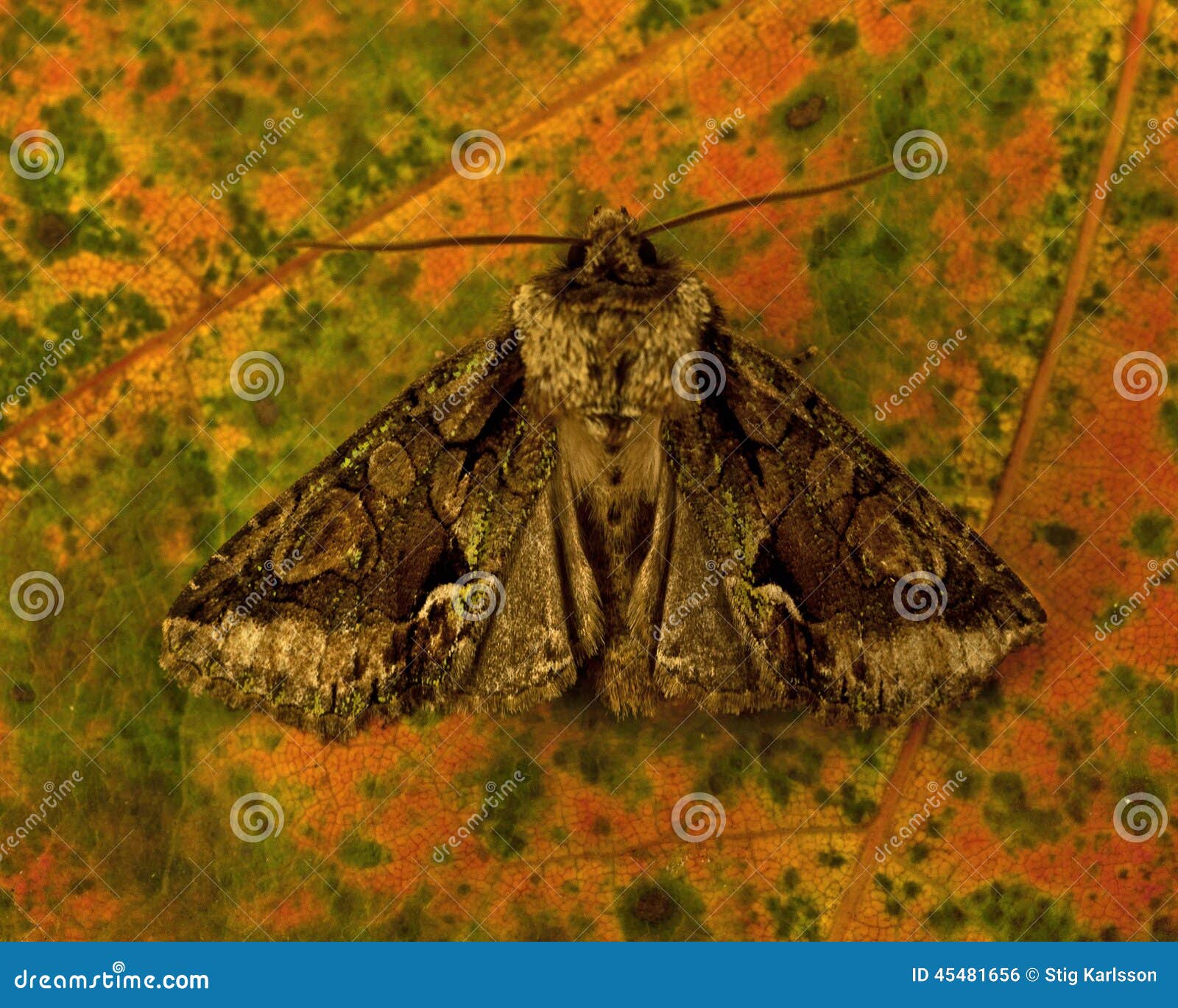Green-brindled Crescent, Allophyes Oxyacanthae Stock Photo - Image of ...