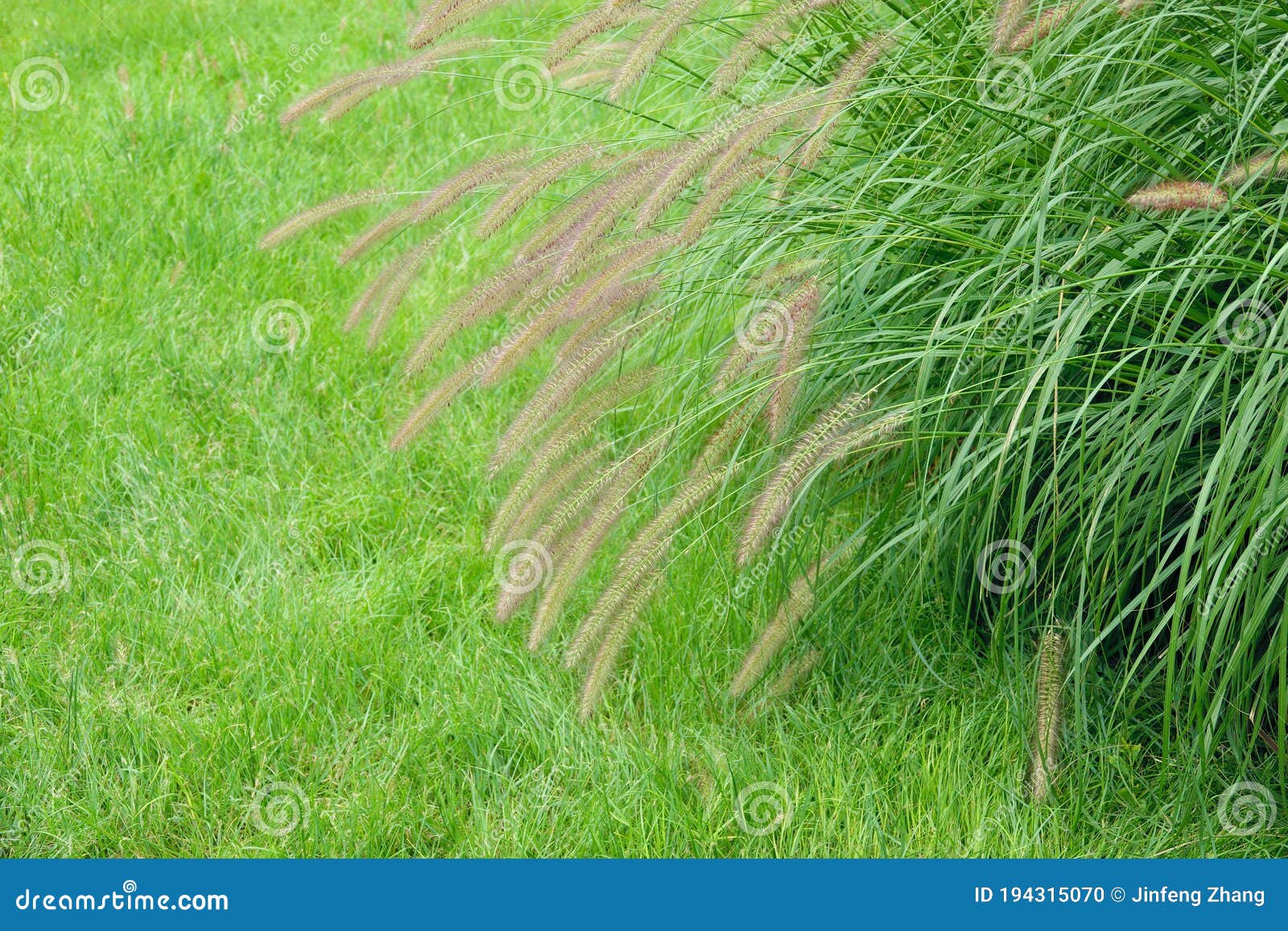 Tuft Of Green Grass Makes Its Way Out Of The Rubble-strewn Road Stock ...