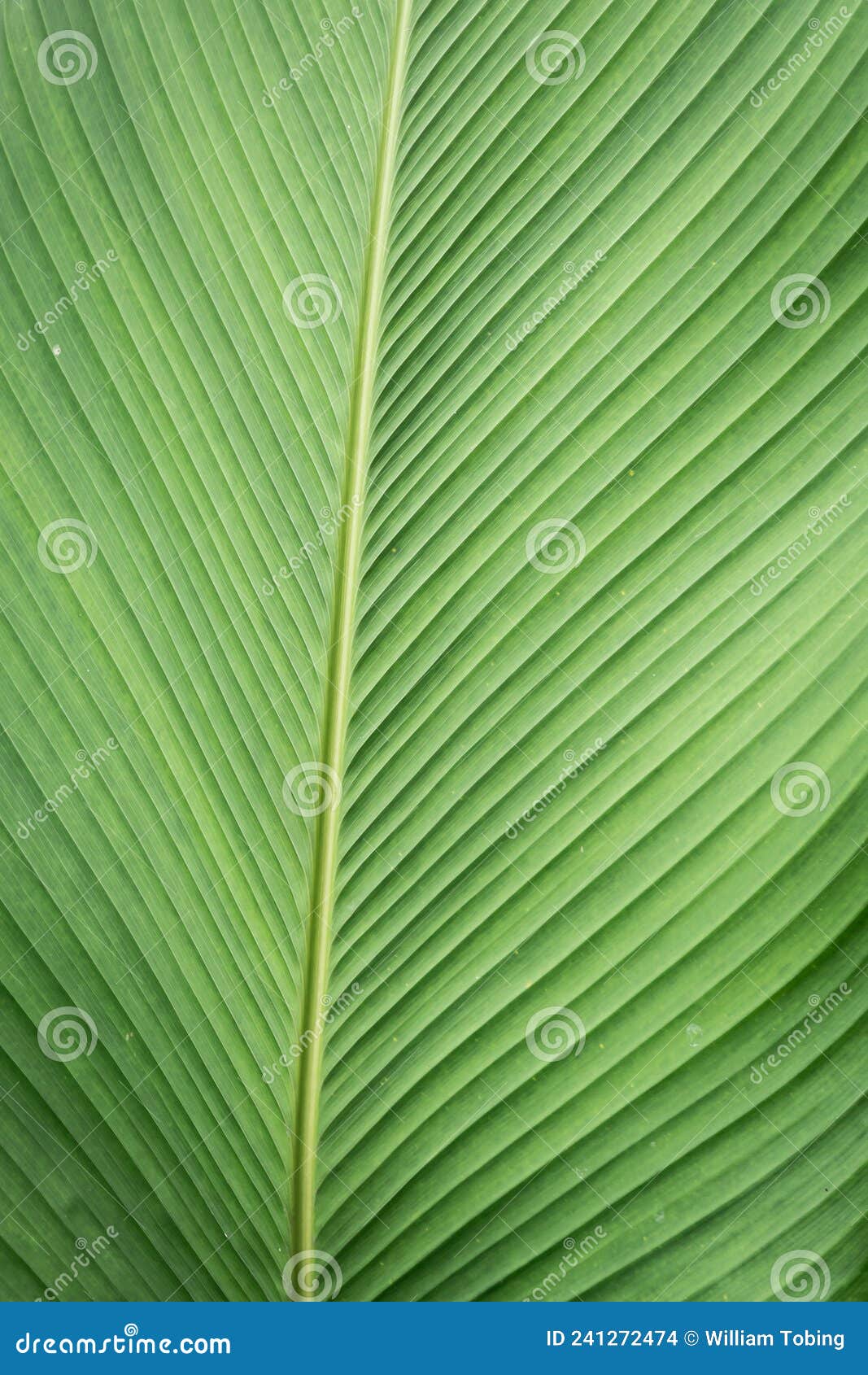 Green Broad Leaf with Curve Line Pattern Stock Photo - Image of line ...
