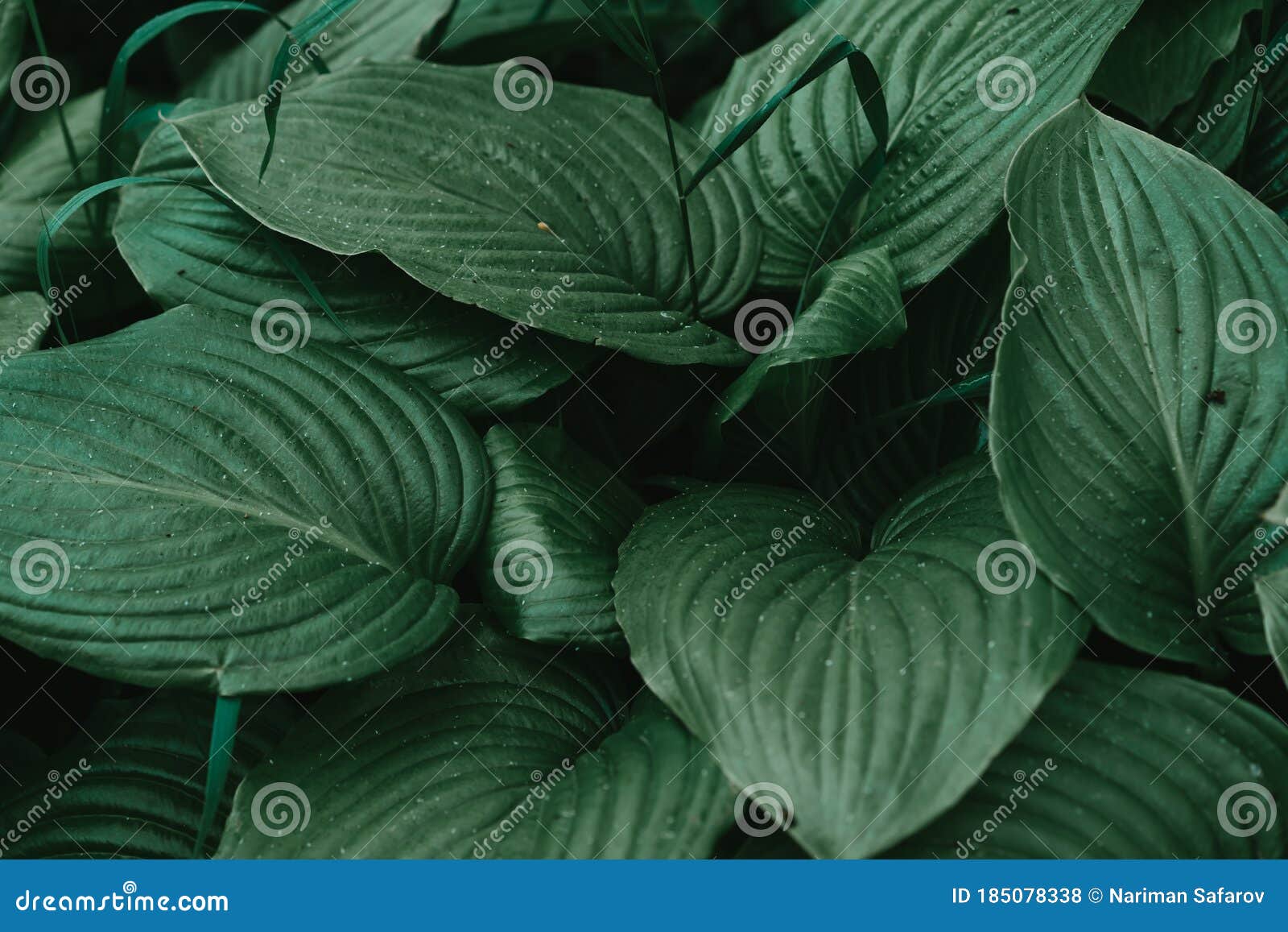 Green Broad Leaves of a Growing Plant Stock Photo - Image of ornamental ...