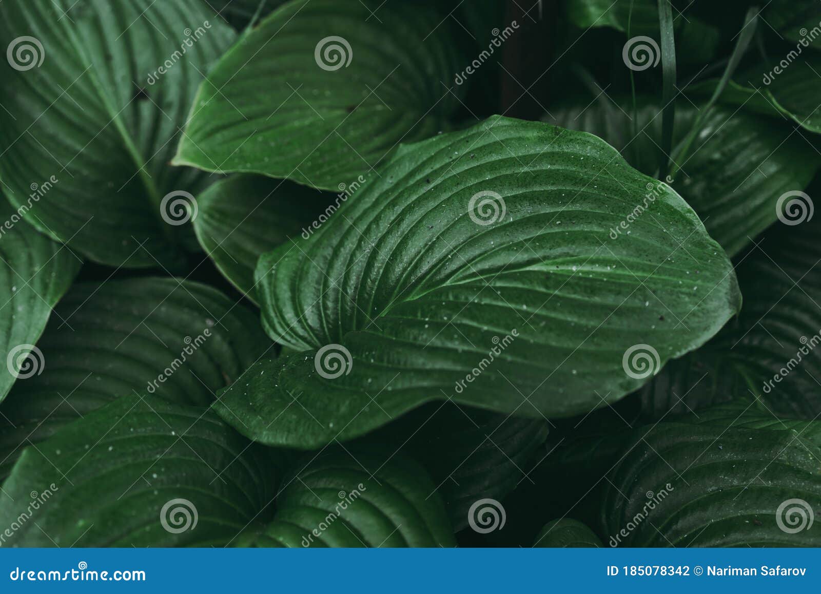 Green Broad Leaves of a Growing Plant Stock Photo - Image of ornamental ...