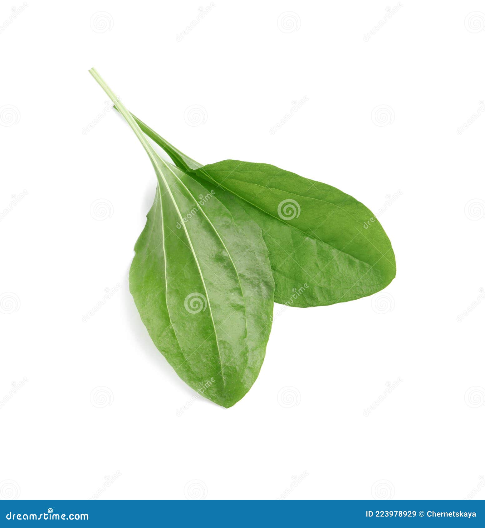Green Broadleaf Plantain Leaves on White Background Stock Image - Image ...