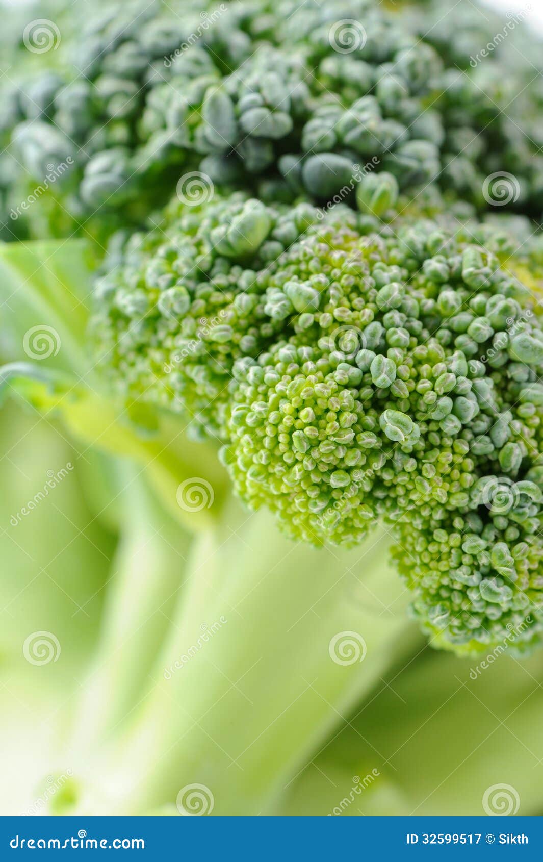 Green Broccoli Close-Up stock image. Image of diet, broccoli - 32599517