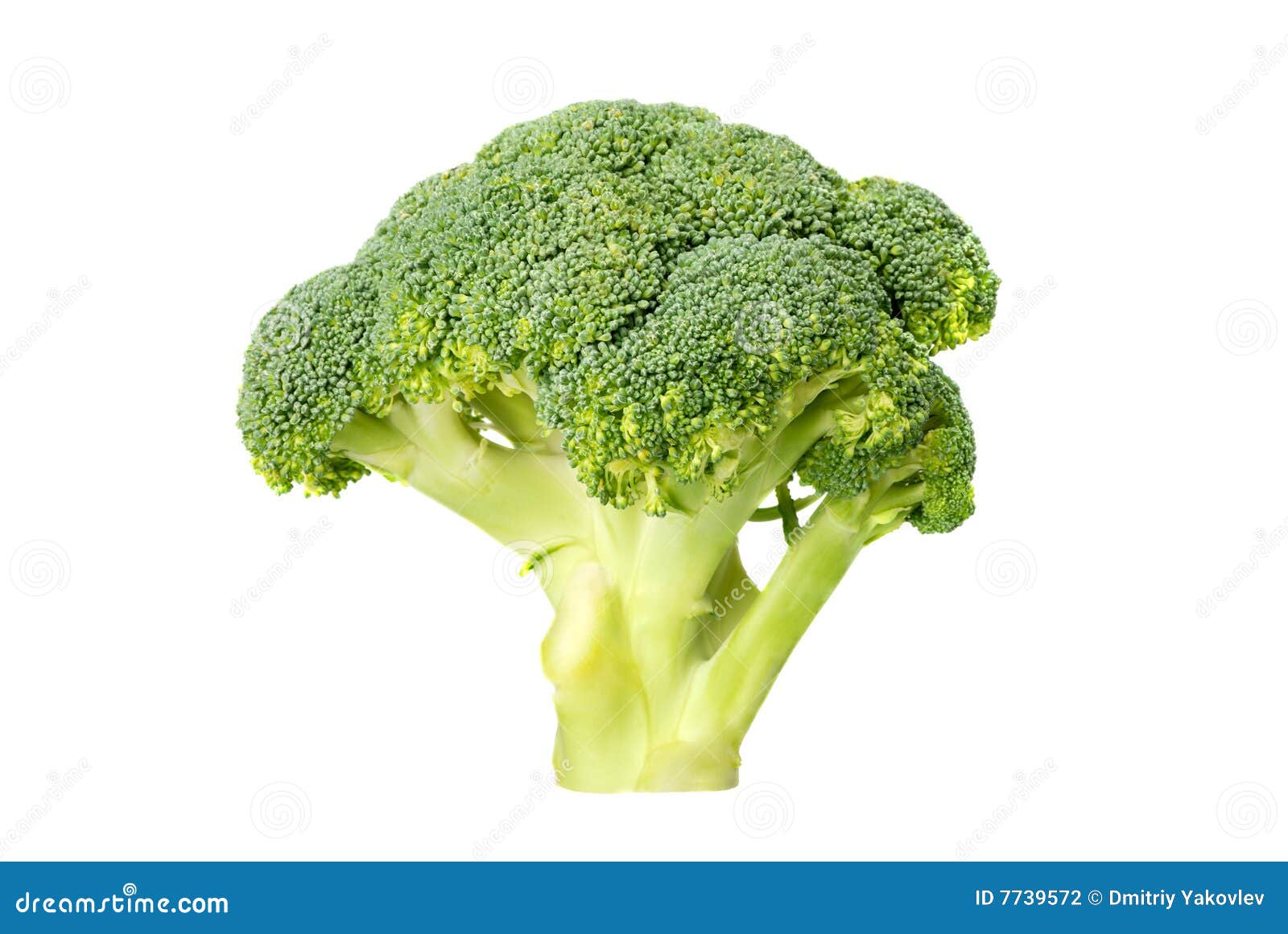 Green broccoli (isolated) stock photo. Image of background - 7739572