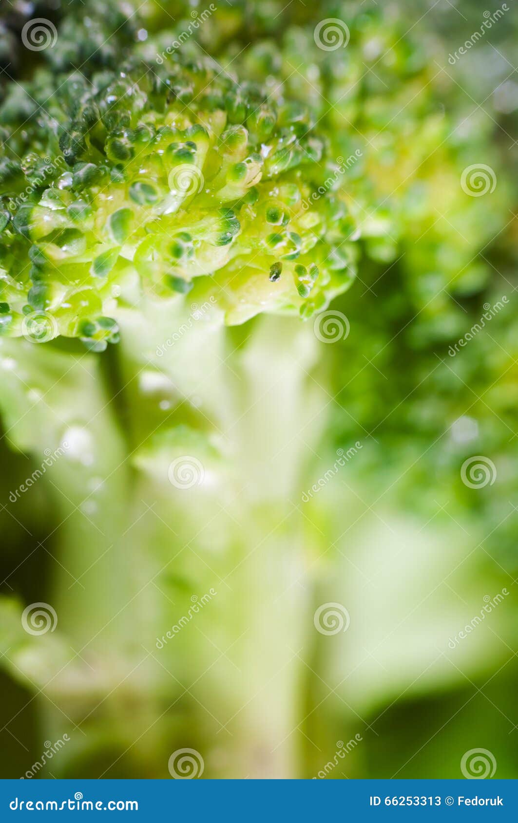 Green Broccoli Macro Texture Stock Image - Image of macro, ripe: 66253313