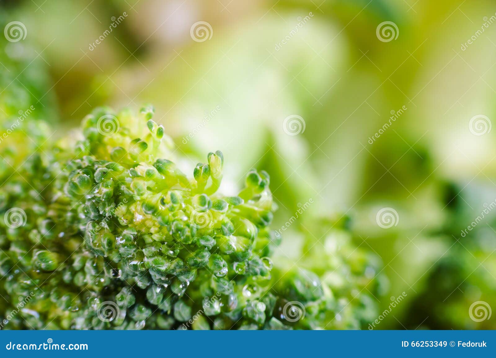 Green Broccoli Macro Texture Stock Image - Image of broccoli, organic ...