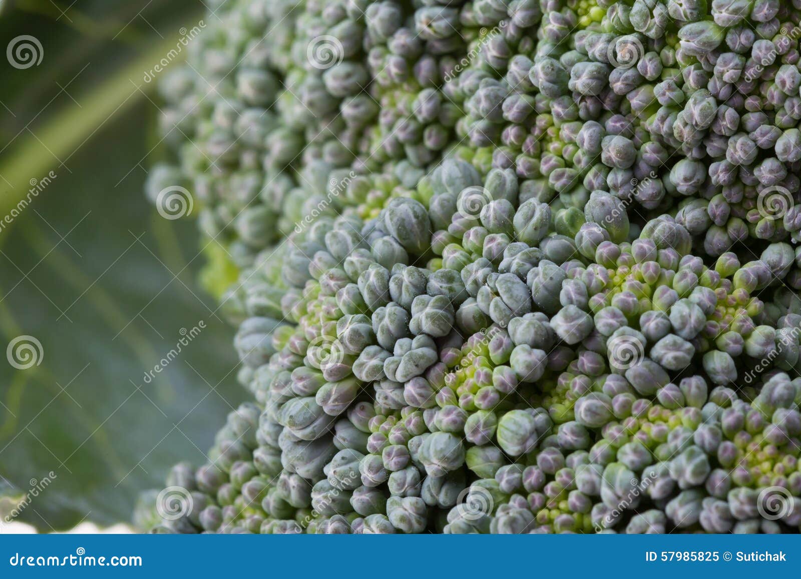 Green Broccoli Organic Vegetable Stock Image - Image of leaf, vegetable ...