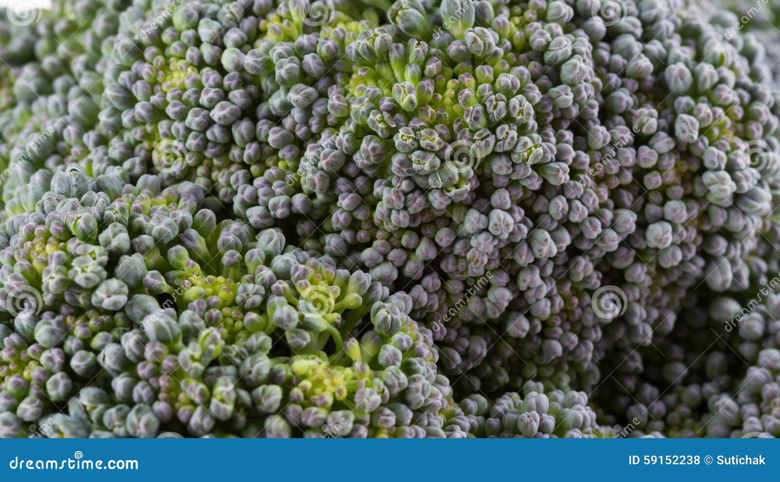 Green Broccoli Organic Vegetable Stock Photo - Image of vitamin, green ...