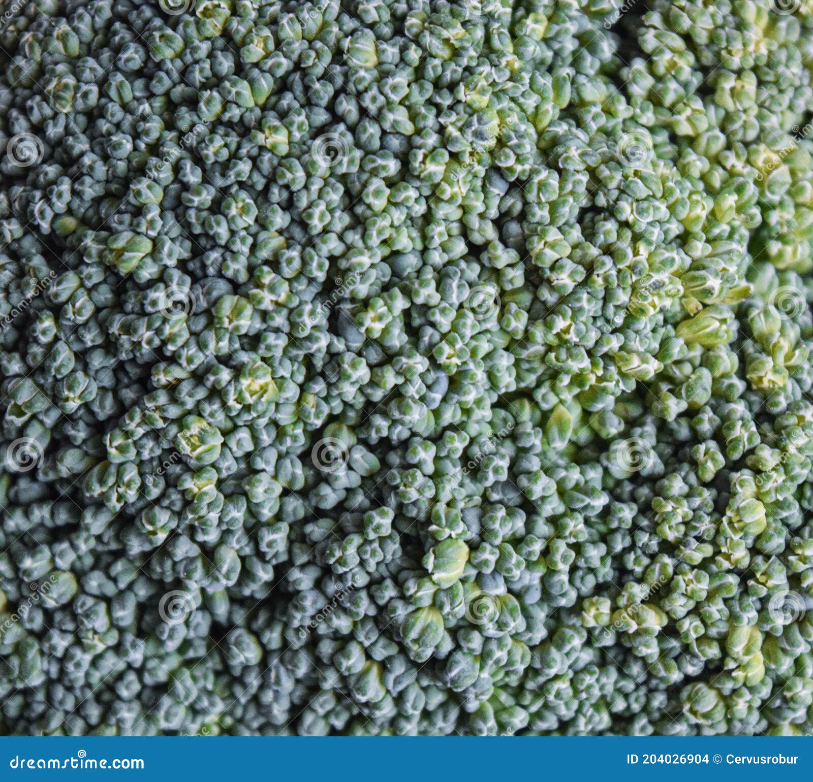 Green Broccoli Texture in White Background Stock Photo - Image of ...