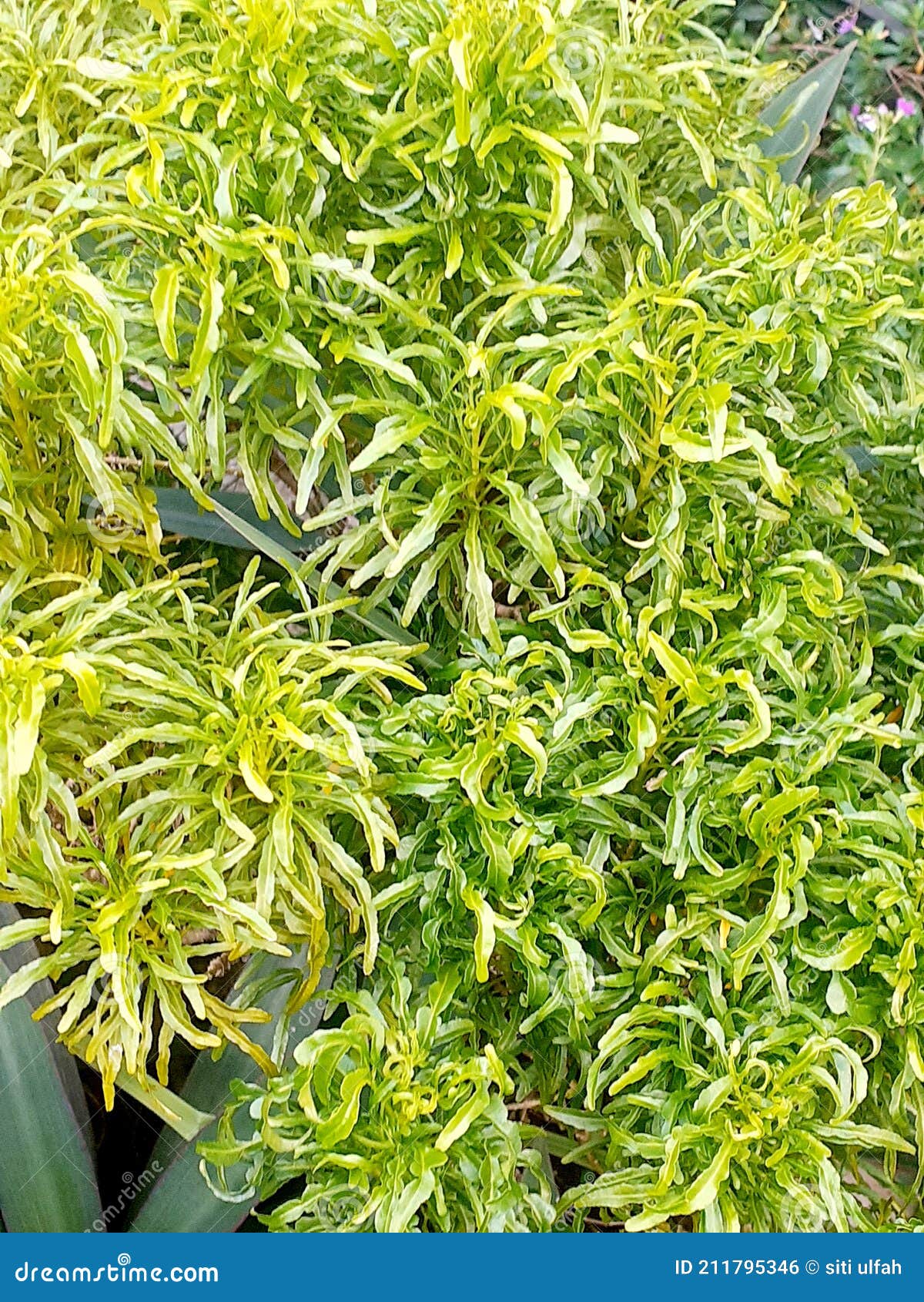 Green Brocolli Tree in the Yard Stock Photo - Image of wildflower, soil ...