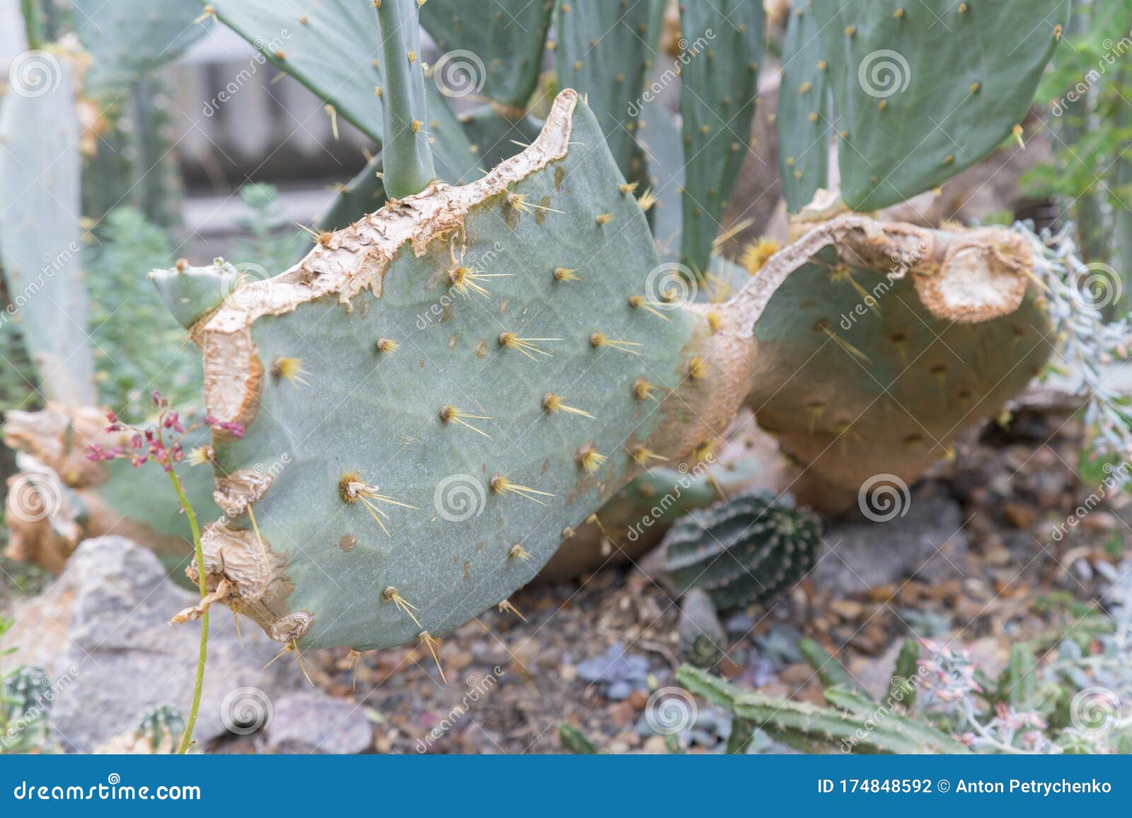Green Broken Cactus in a Natural Environment Stock Photo - Image of ...