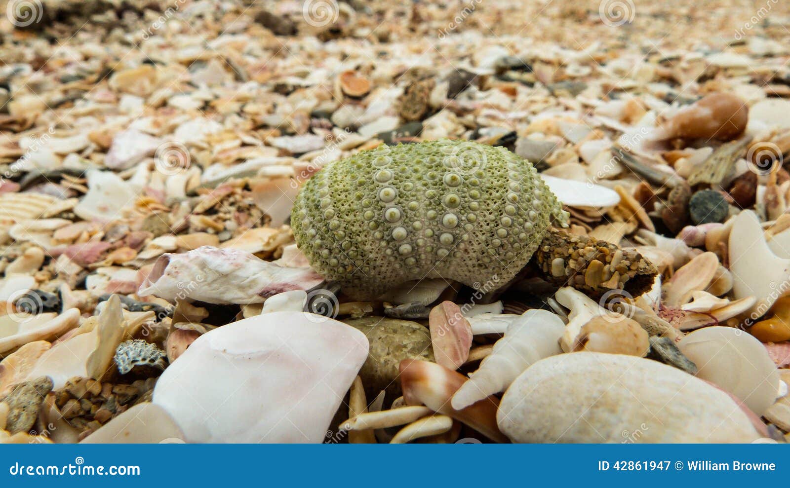 Green Broken Shell Shells on Beach Stock Image - Image of pink, sunny ...