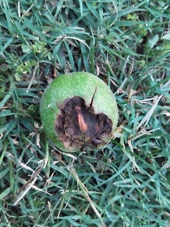 Green Broken Walnut on the Ground Fallen from the Walnut Tree Stock ...