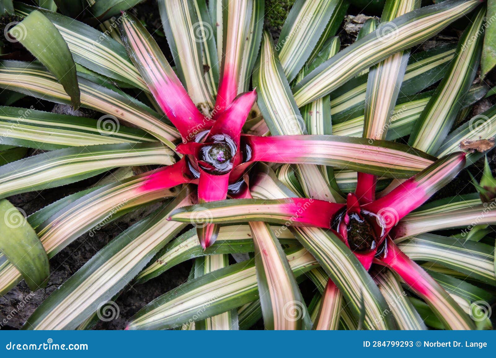 Green Bromeliads Plant With Pink Tips And Pink Spotted Isolated On ...