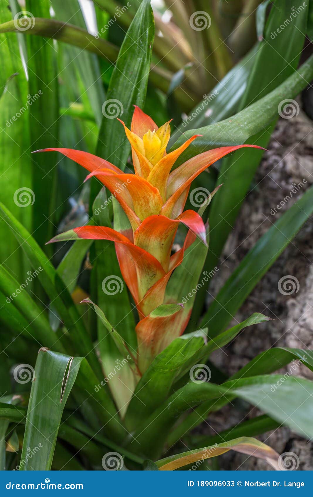 Green Bromeliads Plant With Pink Tips And Pink Spotted Isolated On ...