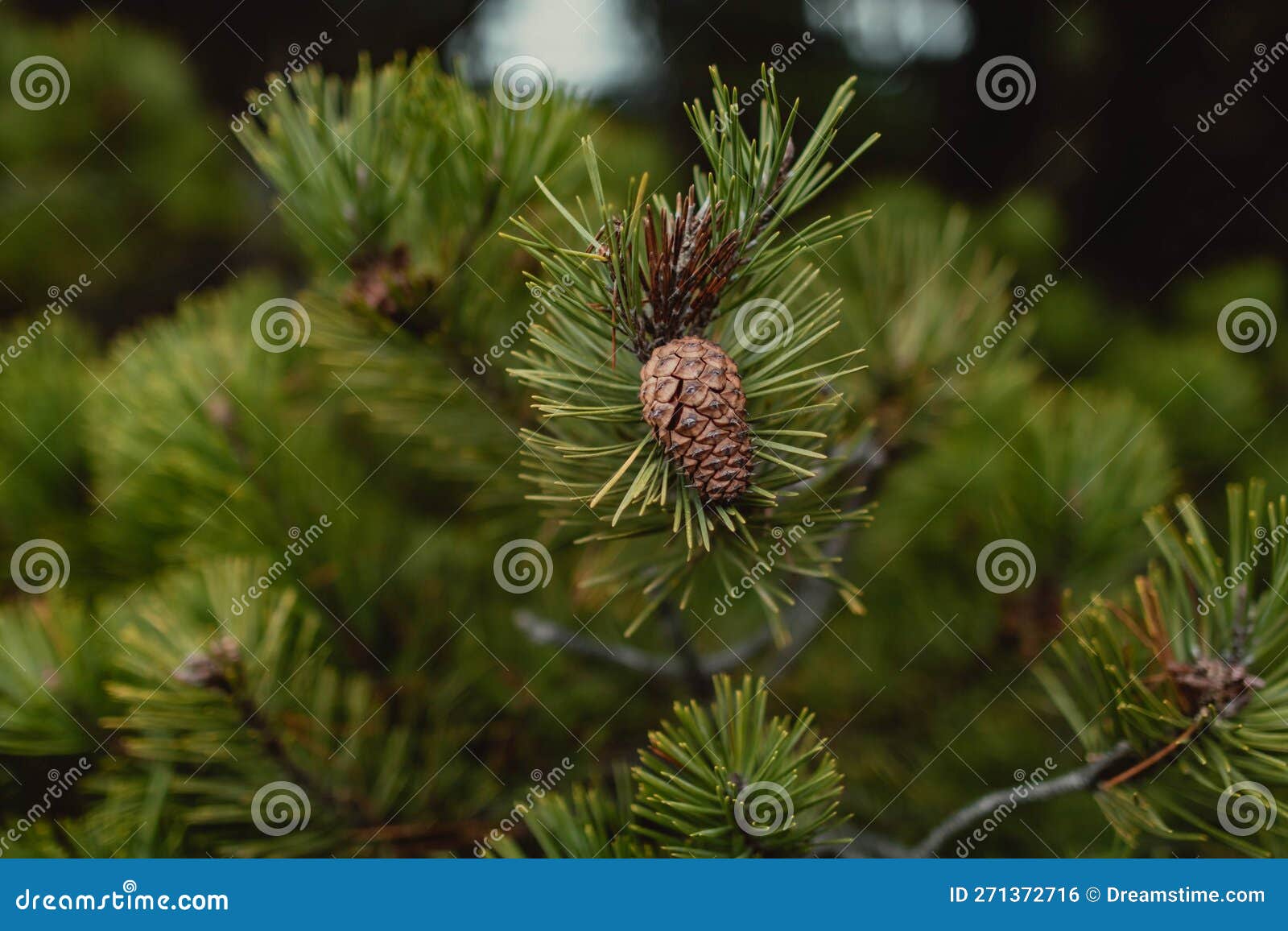 Pacific Northwest Pinecone and Branches Stock Photo - Image of green ...