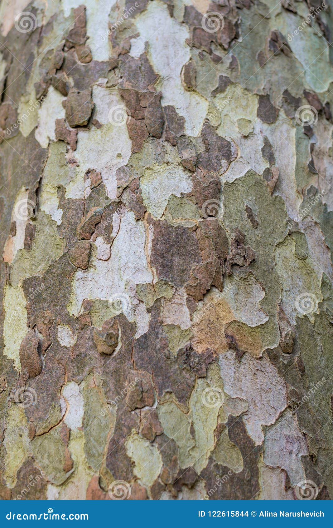Green Brown Color Texture - Bark Pattern Tree Stock Photo - Image of ...
