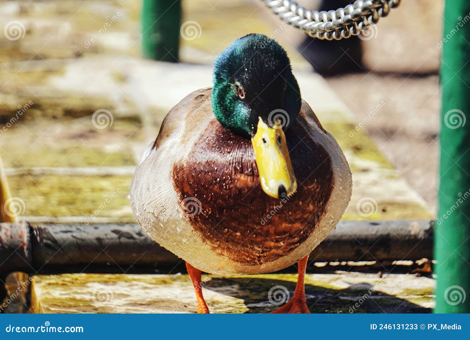Green and Brown Duck - Front View Stock Image - Image of brown ...