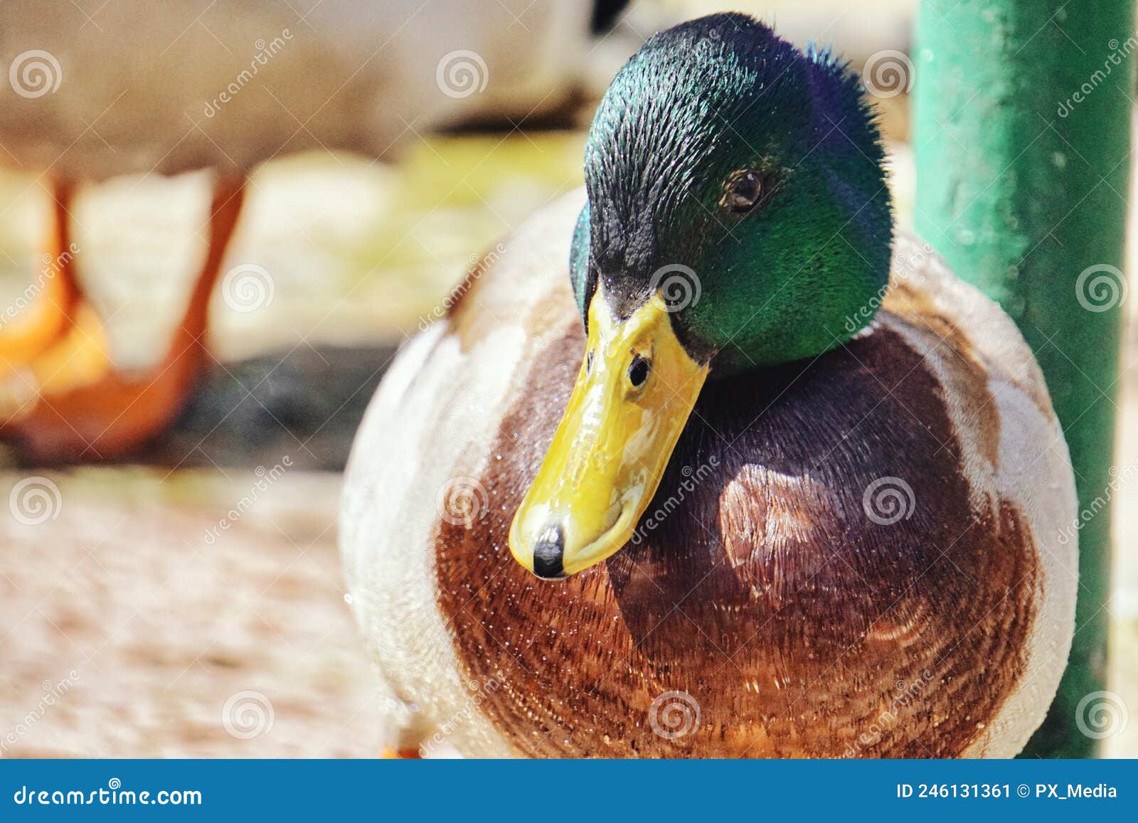 Green and Brown Duck - Front View Stock Image - Image of face, front ...
