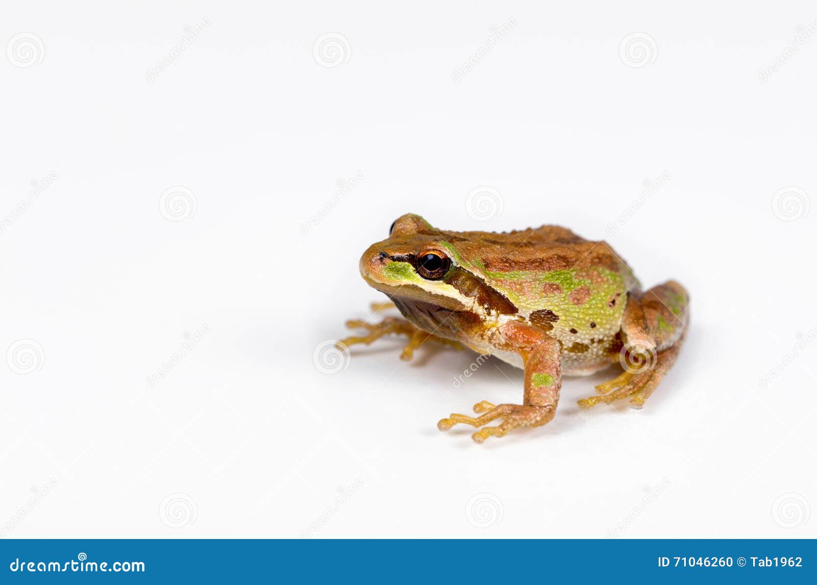 Green and Brown Frog on White Background Stock Photo - Image of spring ...