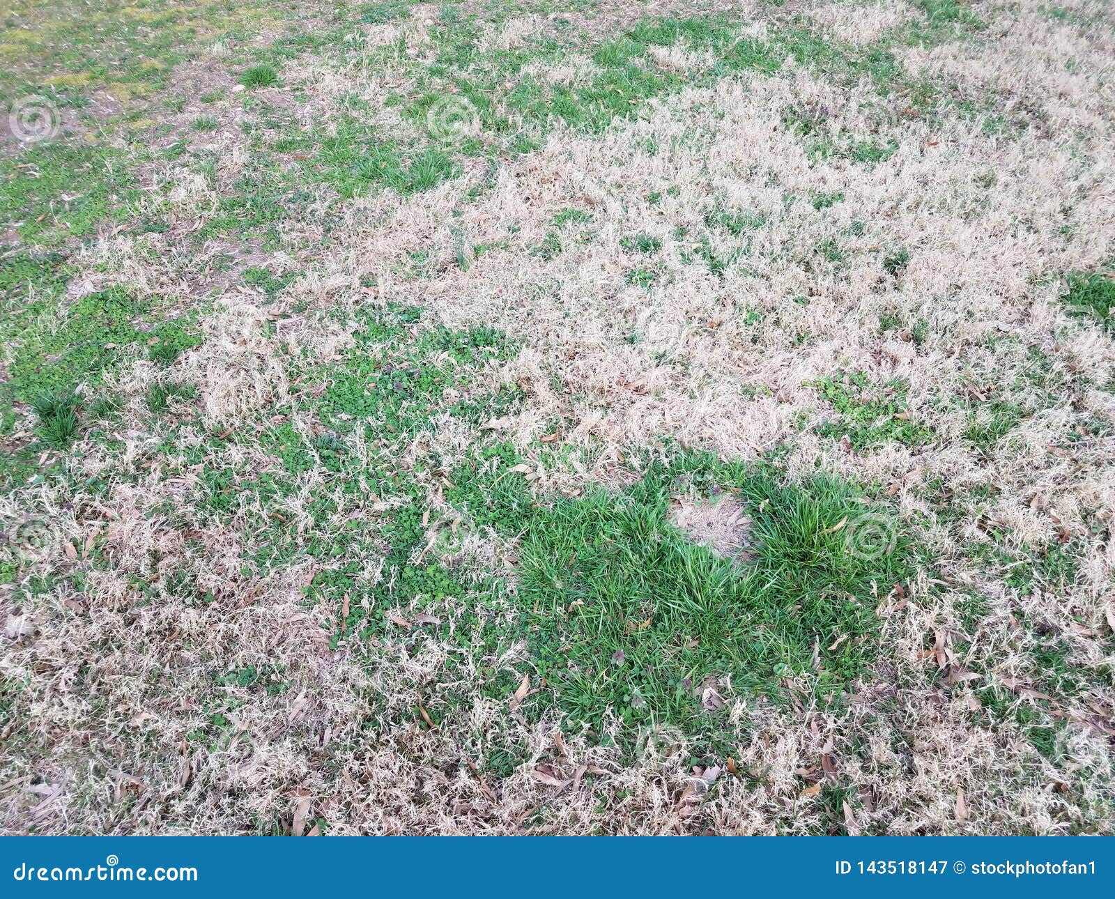 Green and Brown Grass in the Yard or Lawn Stock Image - Image of brown ...