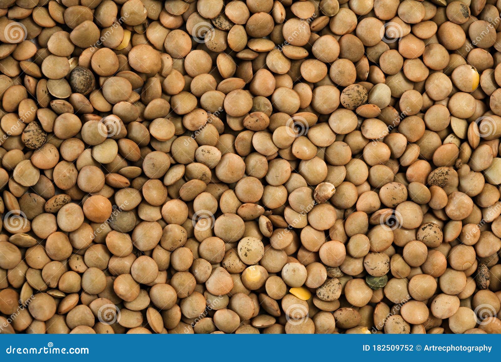 Green and Brown Lentils Seamless Pattern Background Stock Photo - Image ...