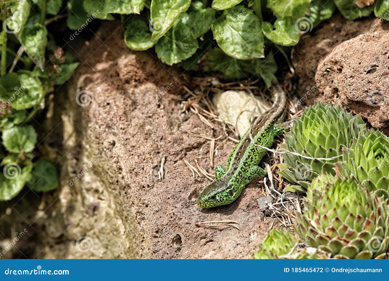Green and Brown Lizard Laying on the Brown Stone by the Cactus Stock ...