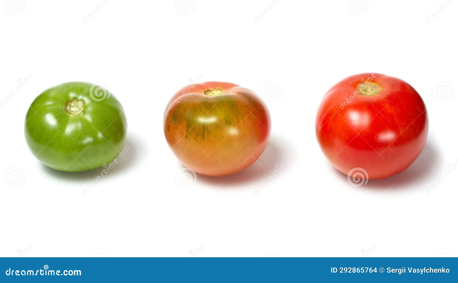 Green, Brown and Red Tomatoes. Stages of Tomato Ripening Stock Photo ...