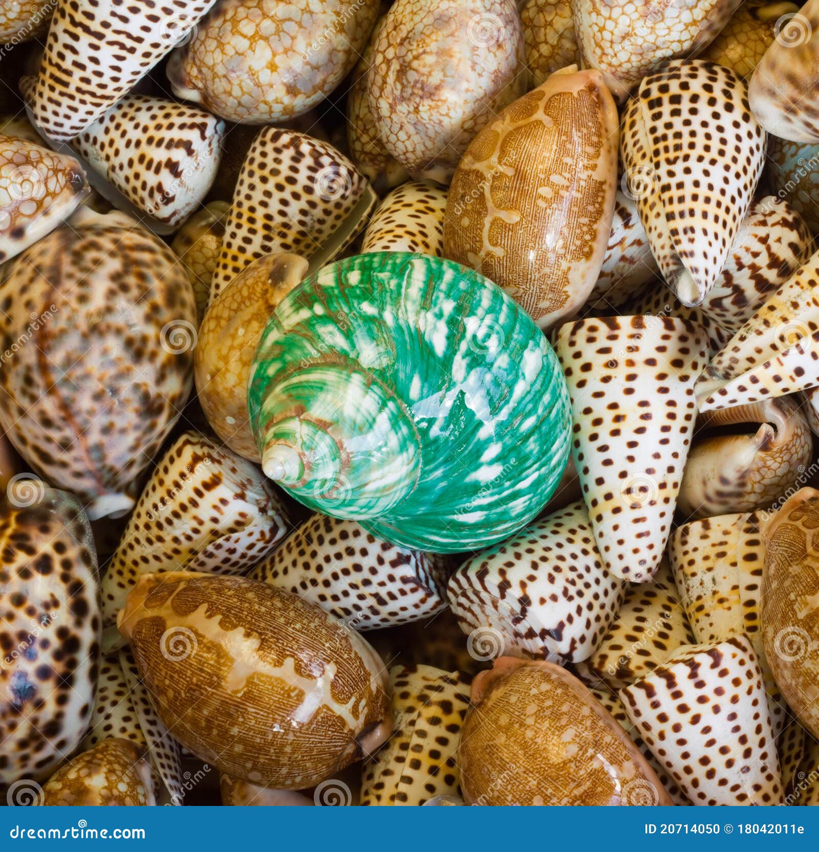 Green and brown sea shells stock photo. Image of beauty - 20714050