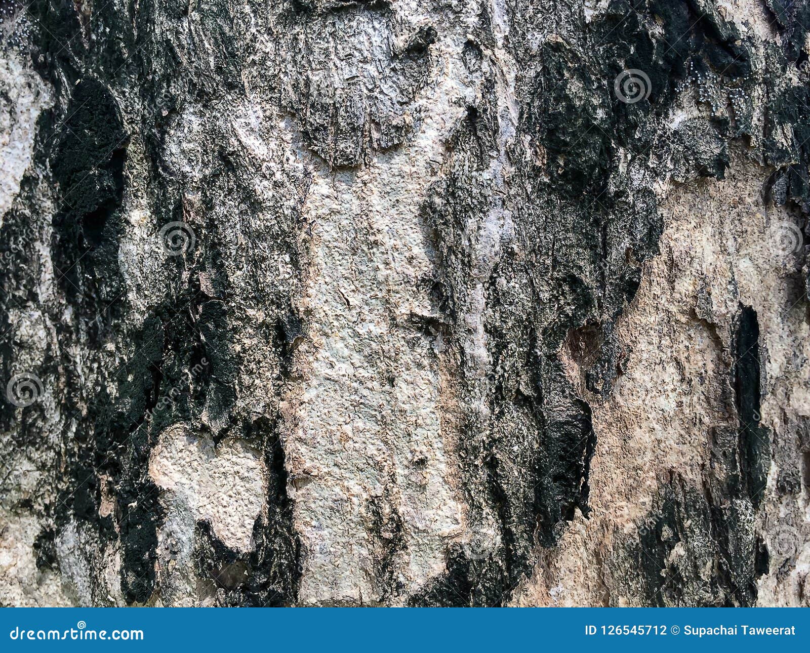 Green and Brown Tree Texture Background Stock Photo - Image of abstract ...