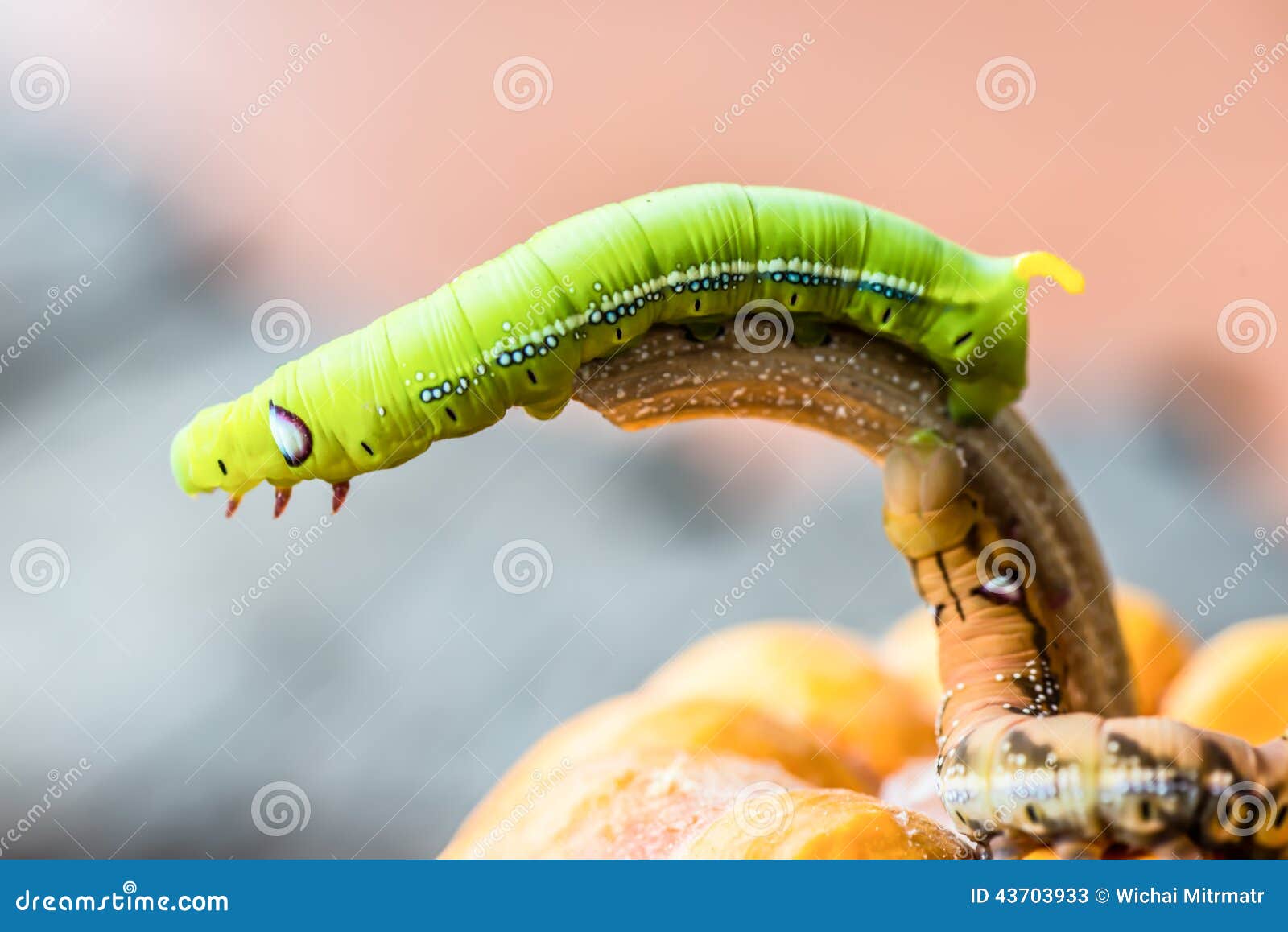 Green and brown worms stock image. Image of cute, leaf - 43703933