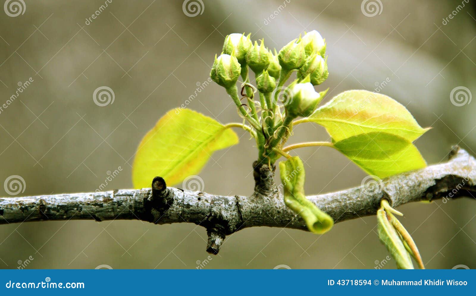 A green brunch stock photo. Image of nice, growing, green - 43718594
