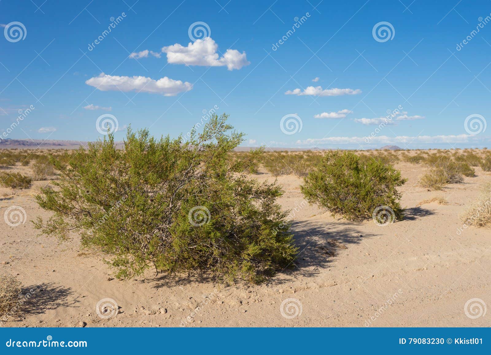 Green Brush in Barren Desert Stock Photo - Image of arid, drought: 79083230