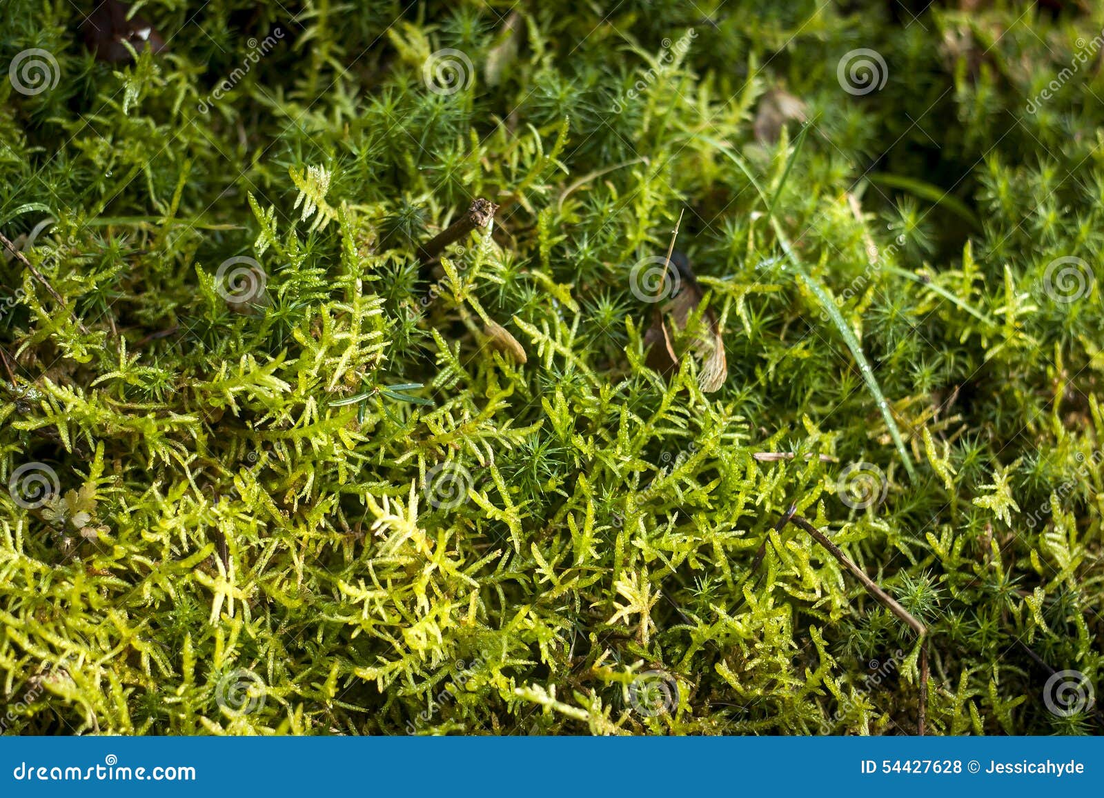 Green bryophyte background stock photo. Image of idyllic - 54427628