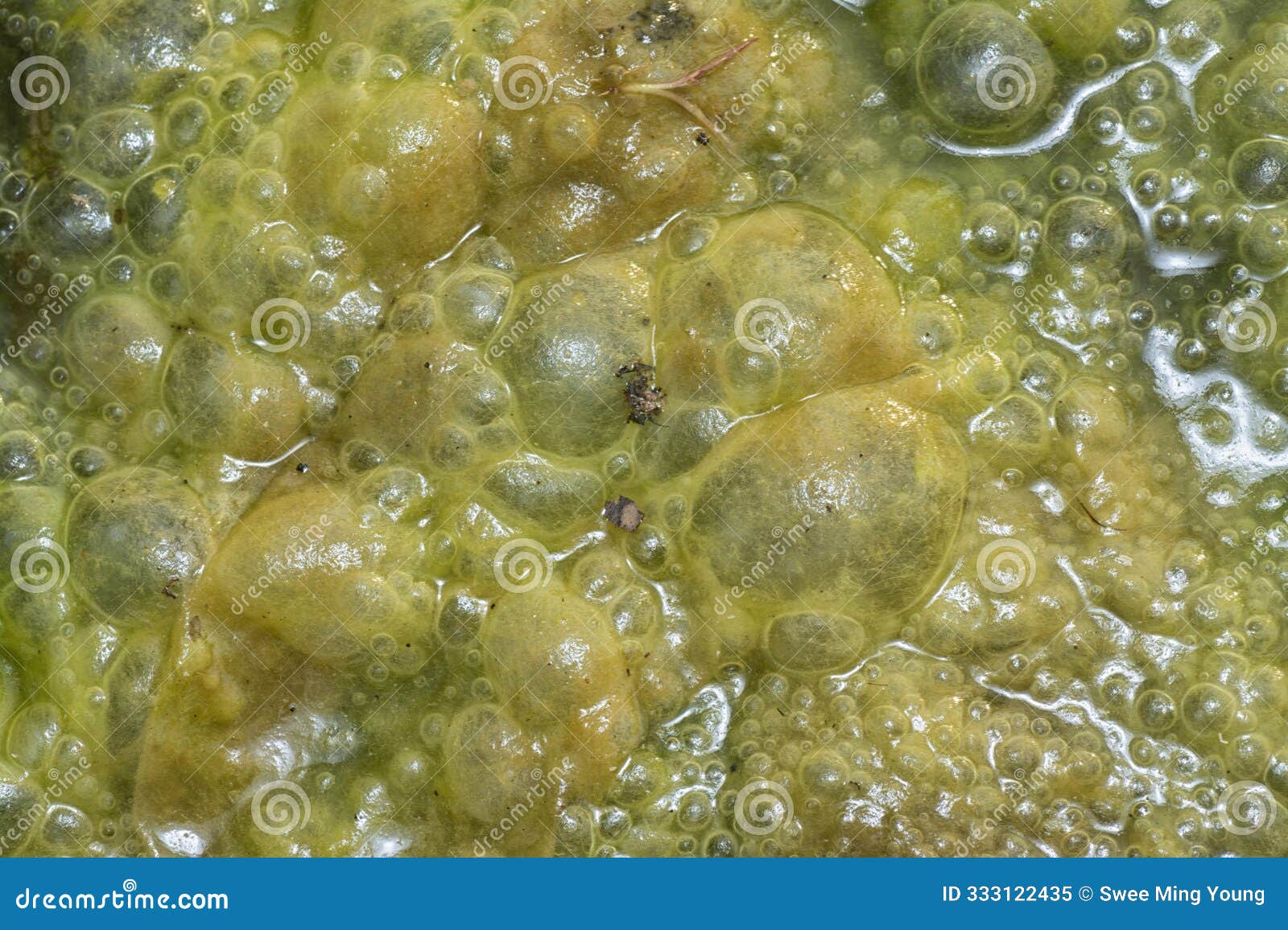 Green Bubbles Slimy Algae Floating on the Surface of the Water Stock ...