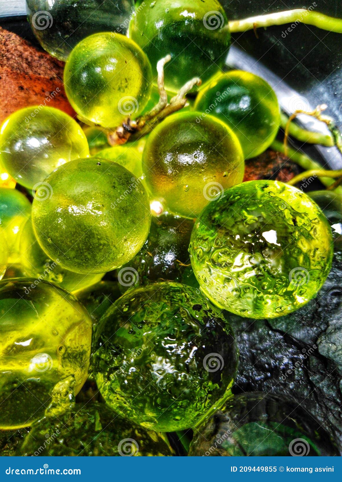 An Green Bubless for Wallpaper Stock Image - Image of background ...
