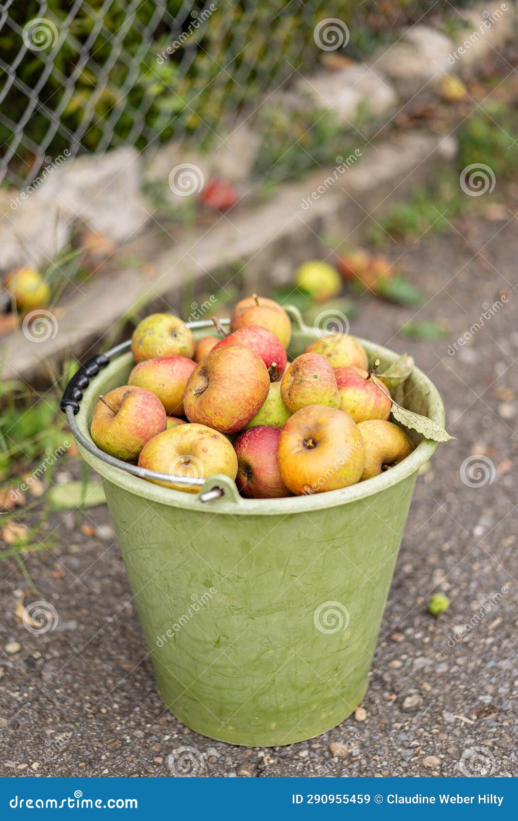 Green Bucket Full of Big Boskoop Apple on Asphalt Stock Image - Image ...