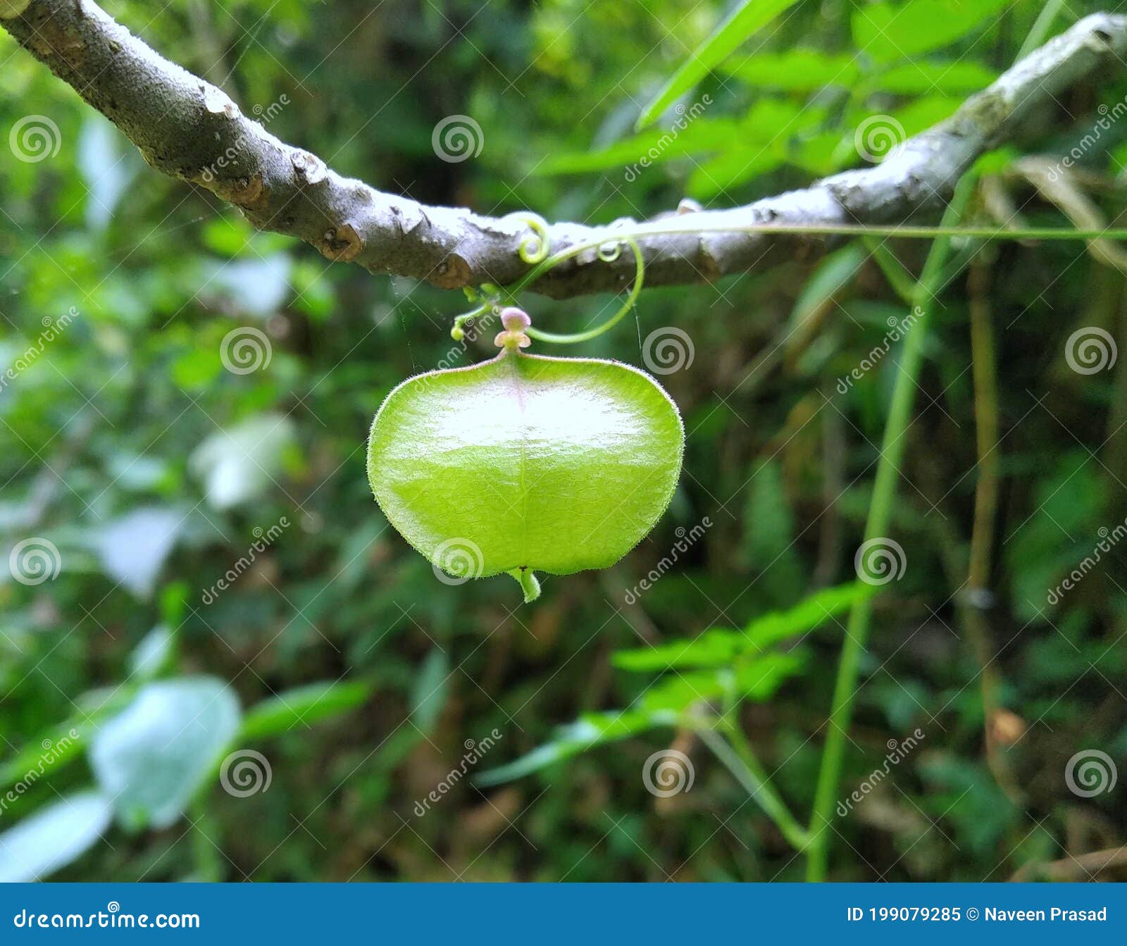 Green bucket . stock image. Image of leaf, fruit, bucket - 199079285