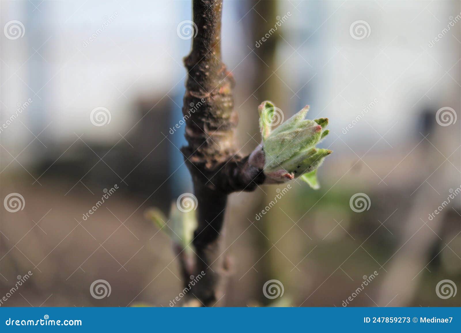 A Green Bud Breaks through on an Apple Tree Branch Stock Image - Image ...