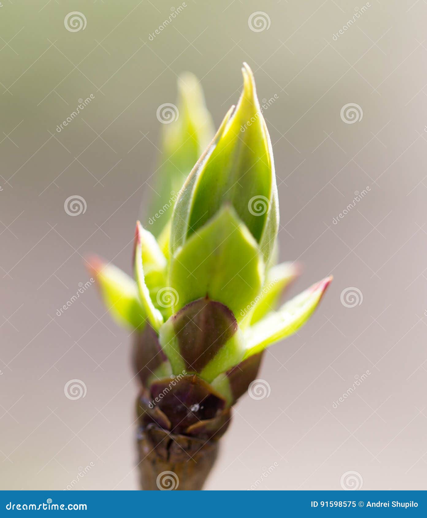 A Green Bud Grows on a Tree in the Spring Stock Image - Image of ...