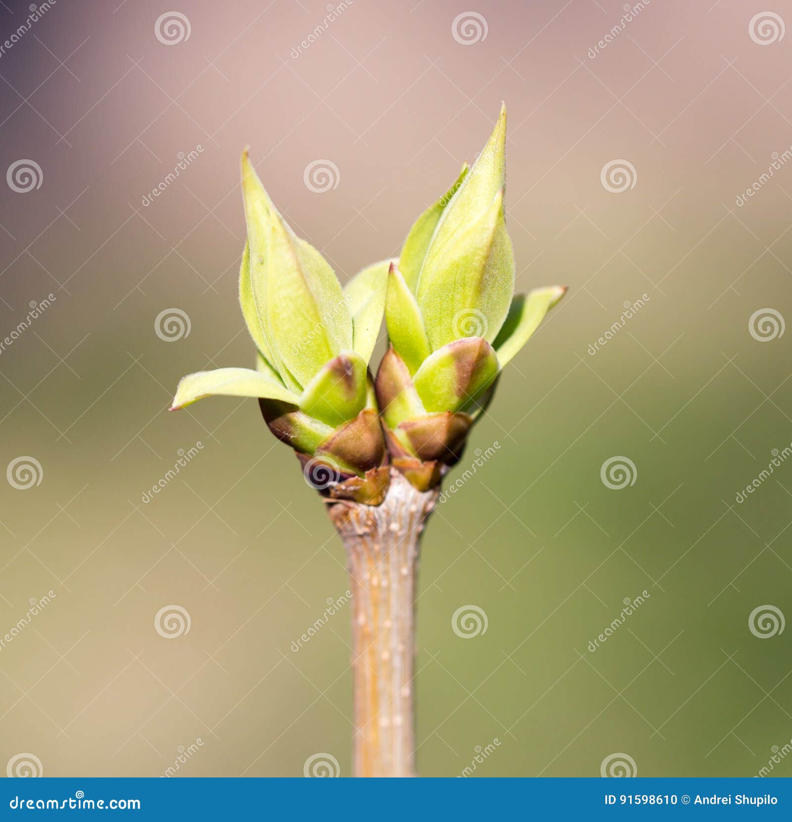 A Green Bud Grows on a Tree in the Spring Stock Photo - Image of growth ...