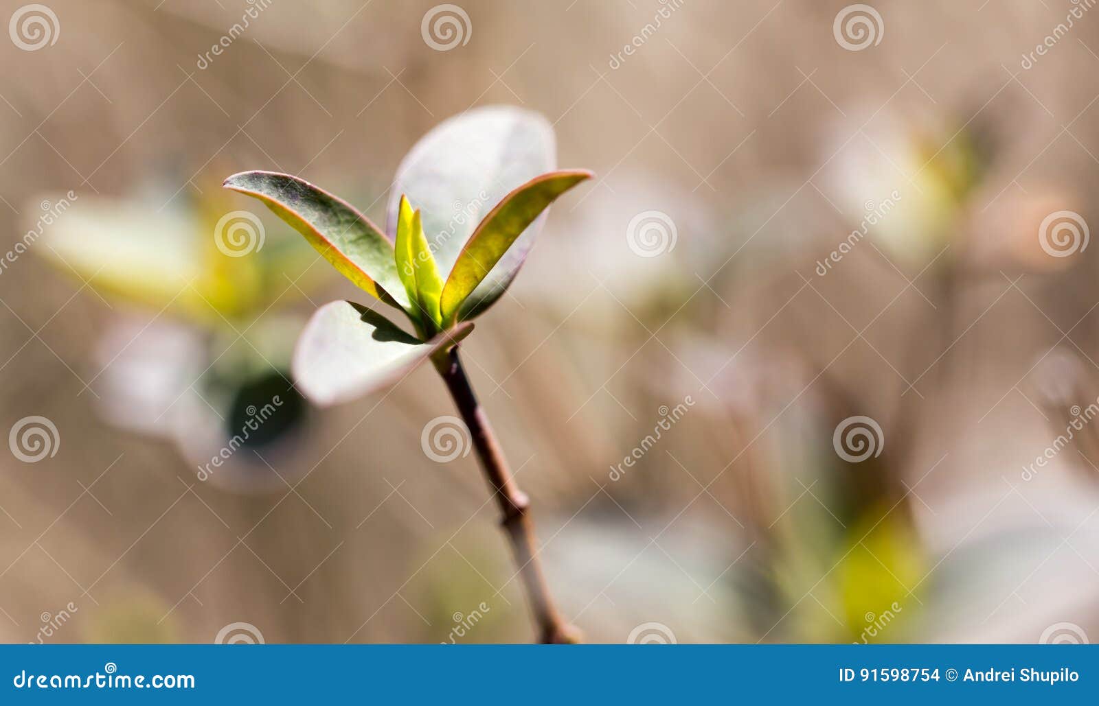 A Green Bud Grows on a Tree in the Spring Stock Photo - Image of tree ...