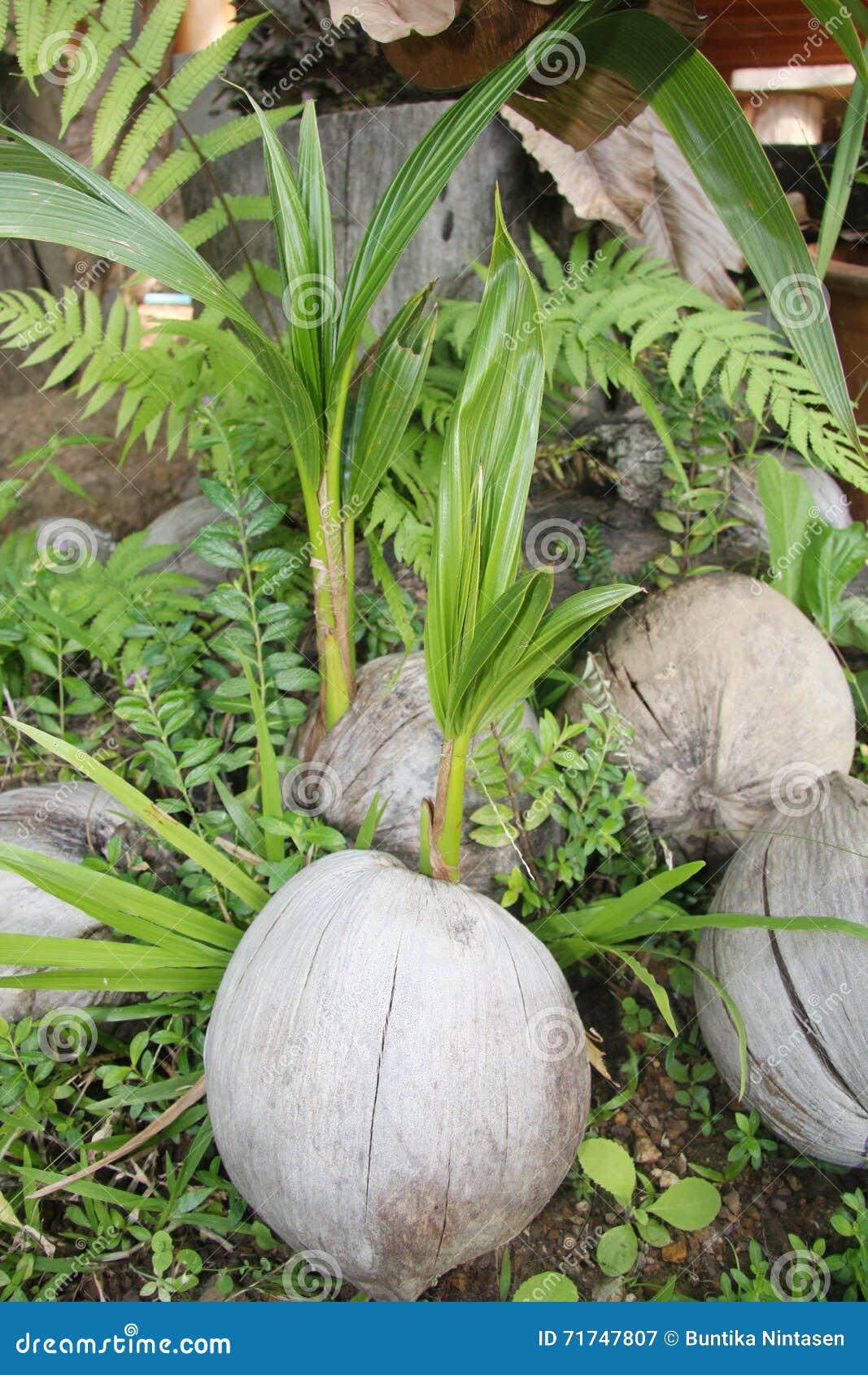 The green bud of palm stock image. Image of high, gardening - 71747807