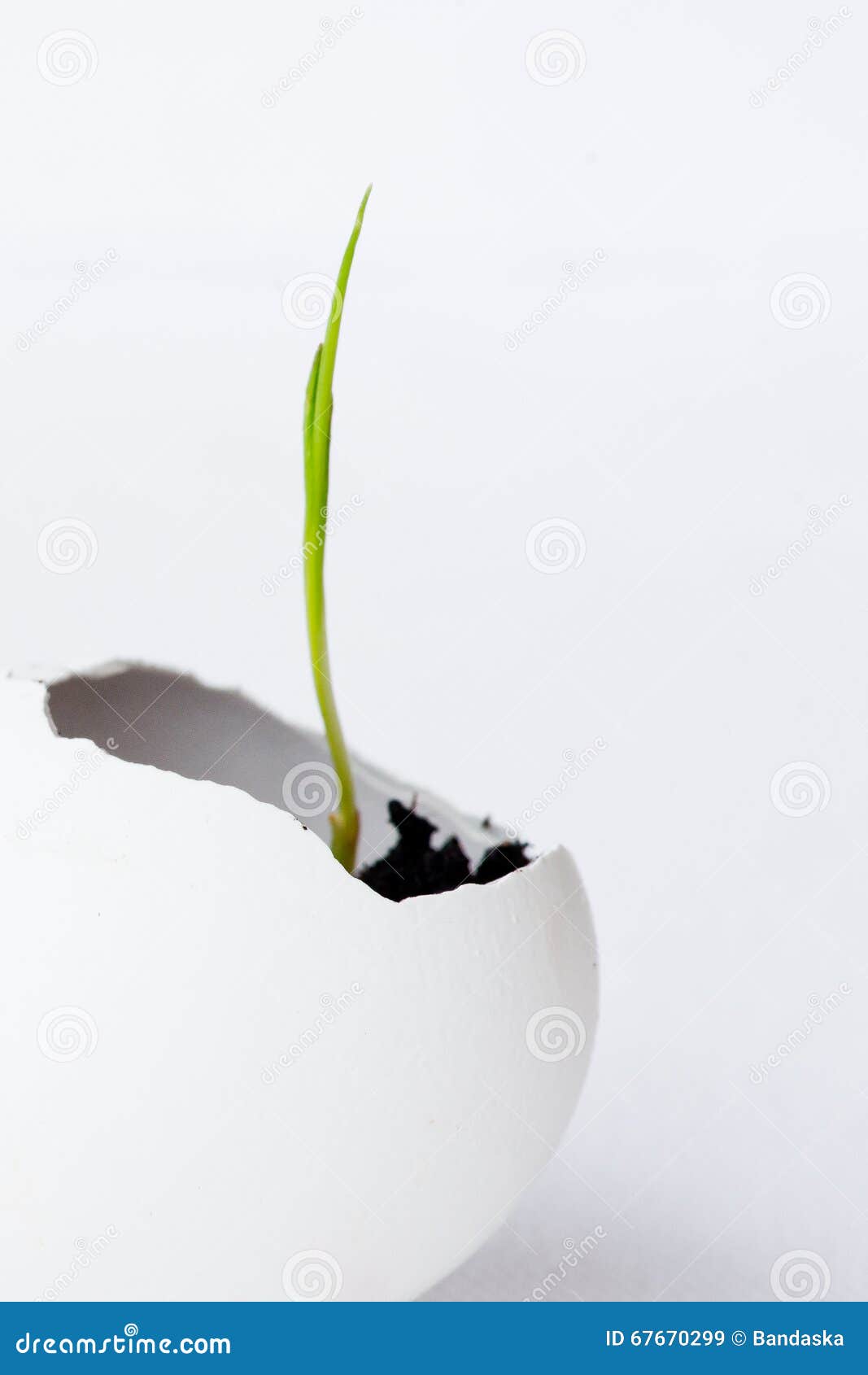 Green Bud Sprouting from the Egg Stock Image - Image of restart, nature ...