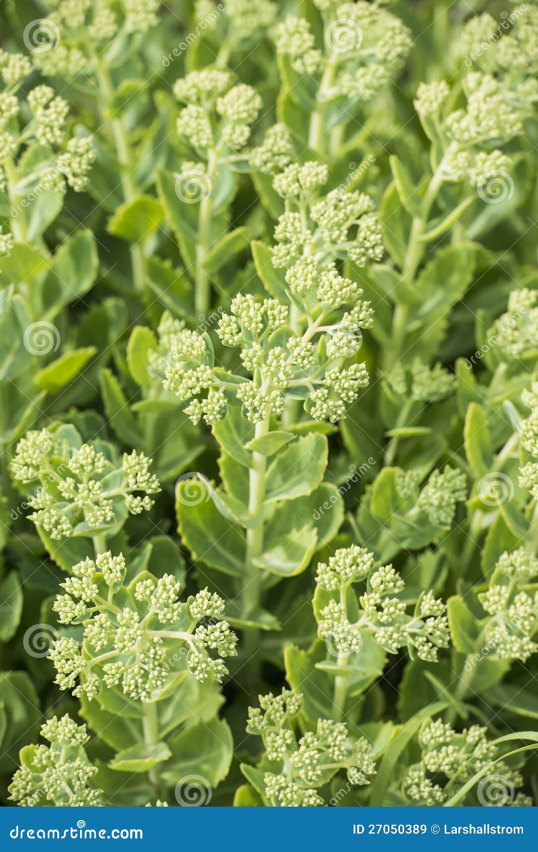 Green Budding Flowers Growing in Garden Stock Image - Image of garden ...