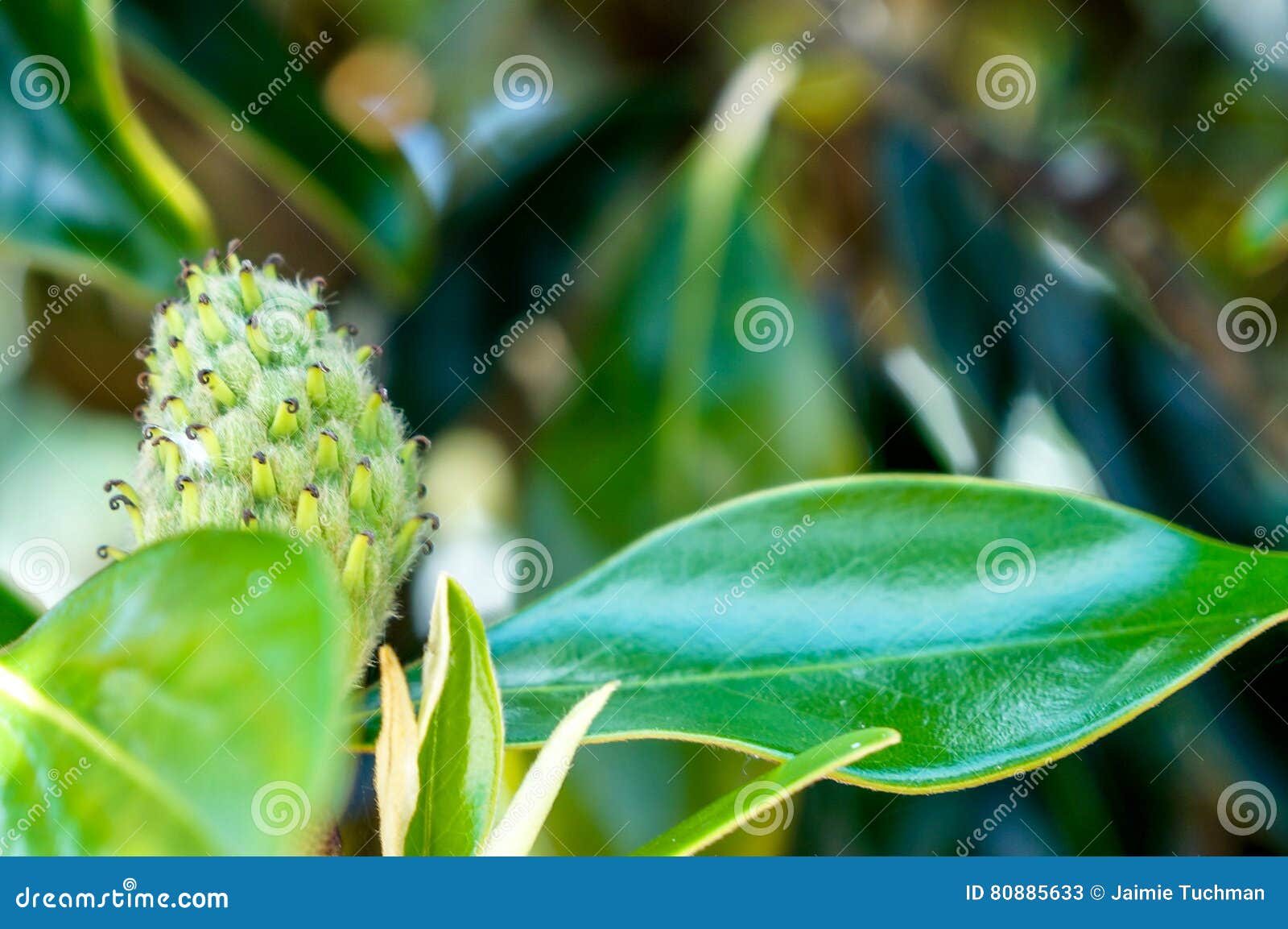 Green Budding Magnolia Sprout Stock Photos - Free & Royalty-Free Stock ...