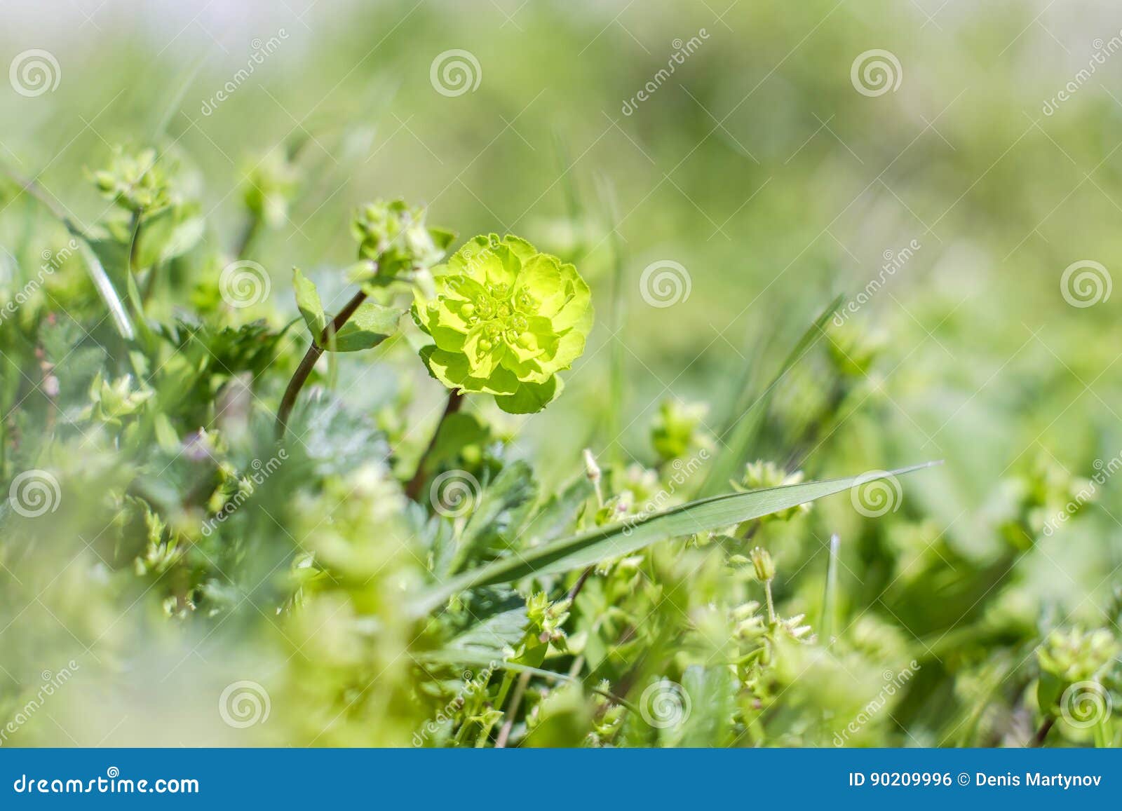 Green Budding Plant in Grass Stock Photo - Image of life, closeup: 90209996