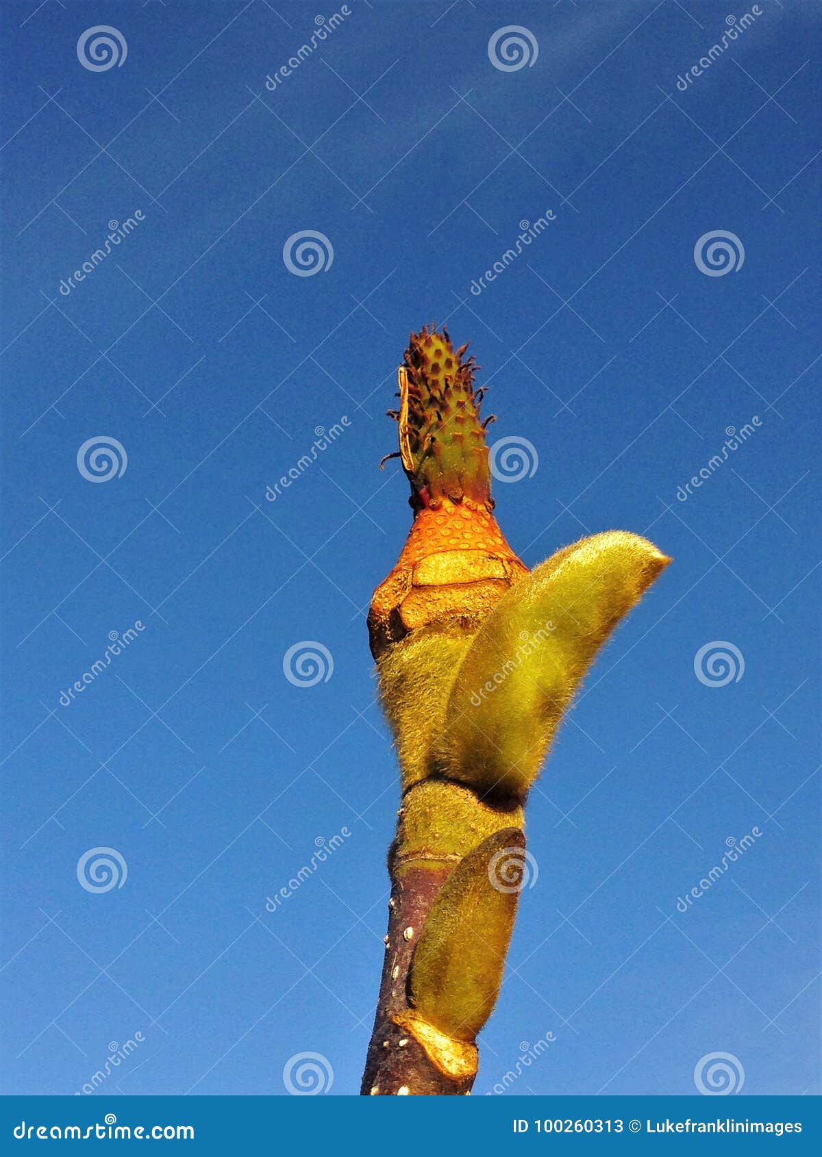 Green Budding Lotus Flowers On Leaves Stock Image | CartoonDealer.com ...