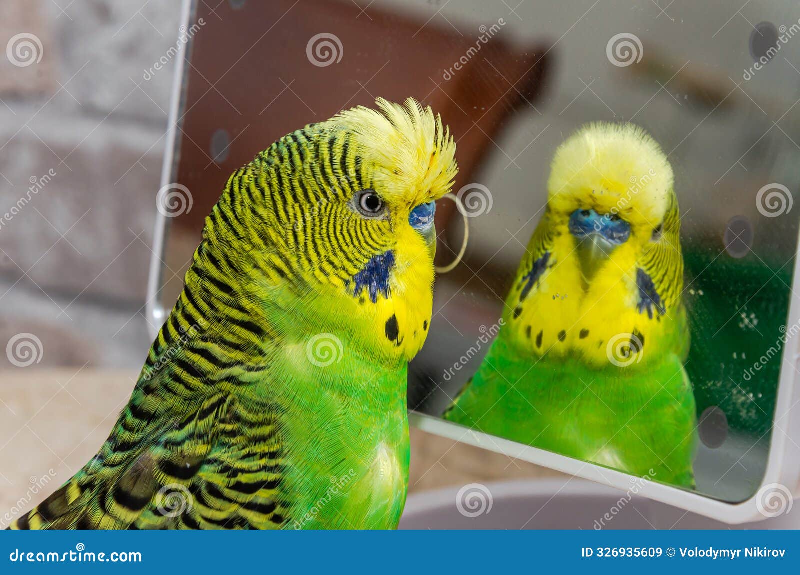 A Green Budgie Looks at Its Reflection in the Mirror Stock Image ...